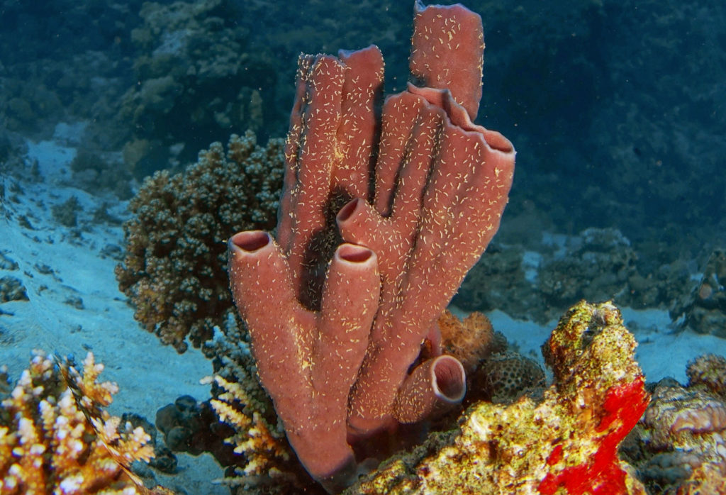 Tobia Arba - United Divers Egypt Safaga