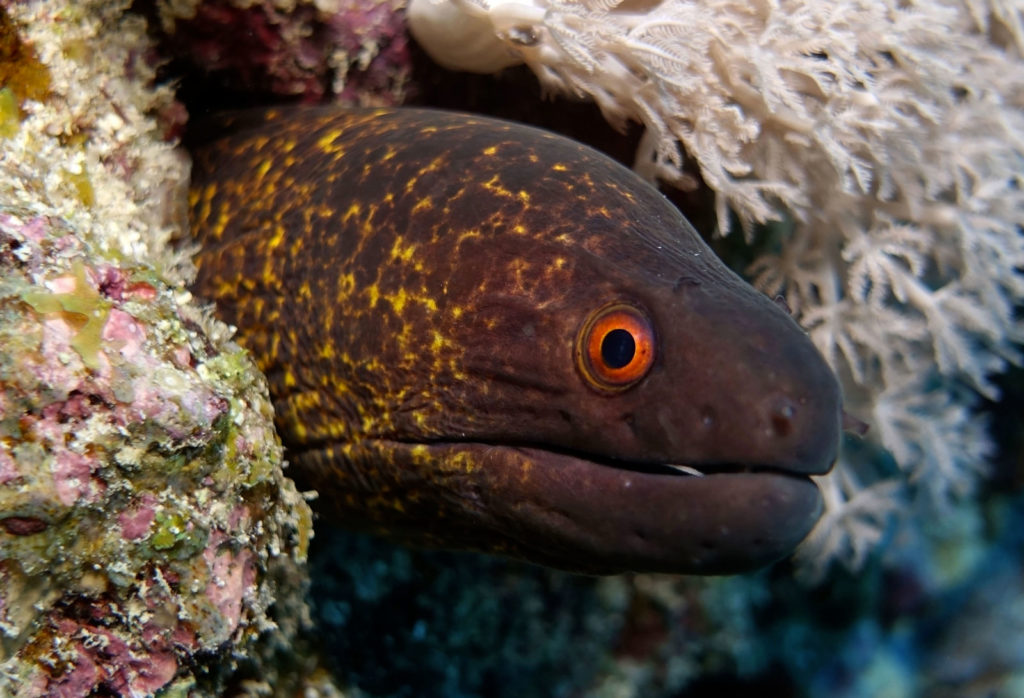 Tobia Arba - United Divers Egypt Safaga