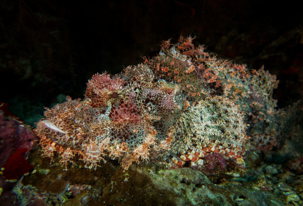 Tobia Arba - United Divers Egypt Safaga